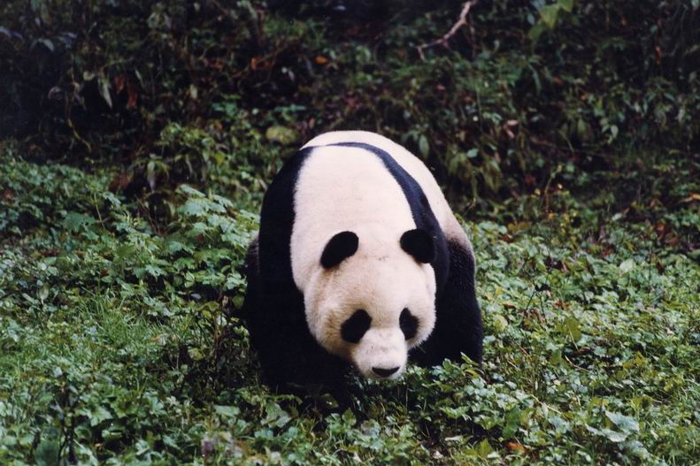 Panda in Wolong Preserve